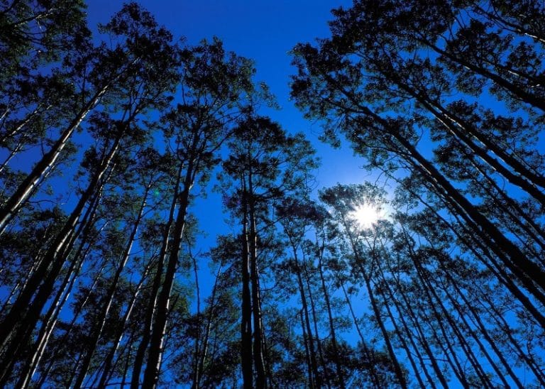 Amazon_Orman___Resimleri | Yerbilgisi