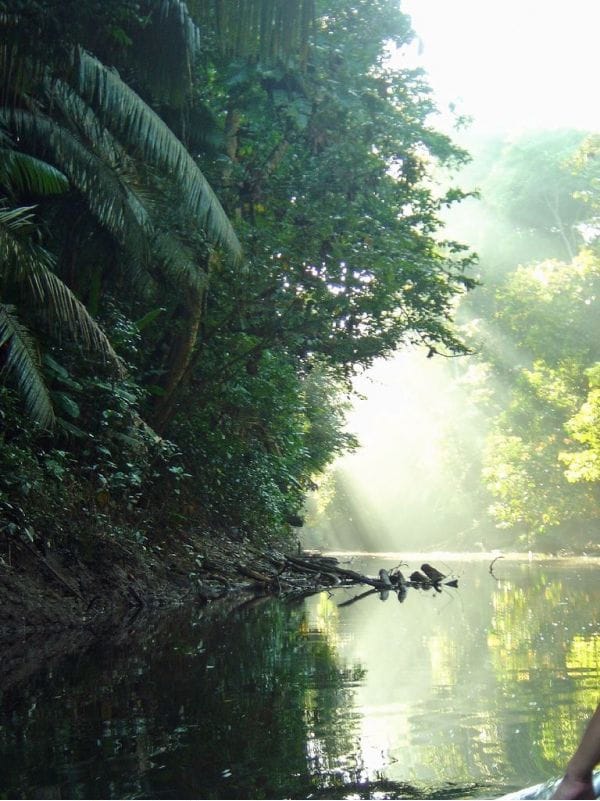 amazon ormanları - Dünyanın Doğal Harikaları - Yerbilgisi