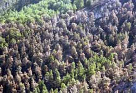 amazon ormanları - Dünyanın Doğal Harikaları - Yerbilgisi